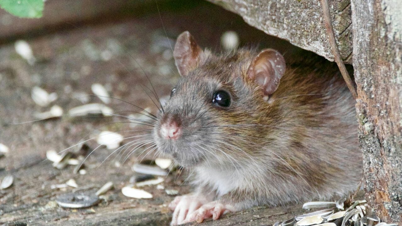 Are rodents covered under my home insurance policy? | Acera Insurance