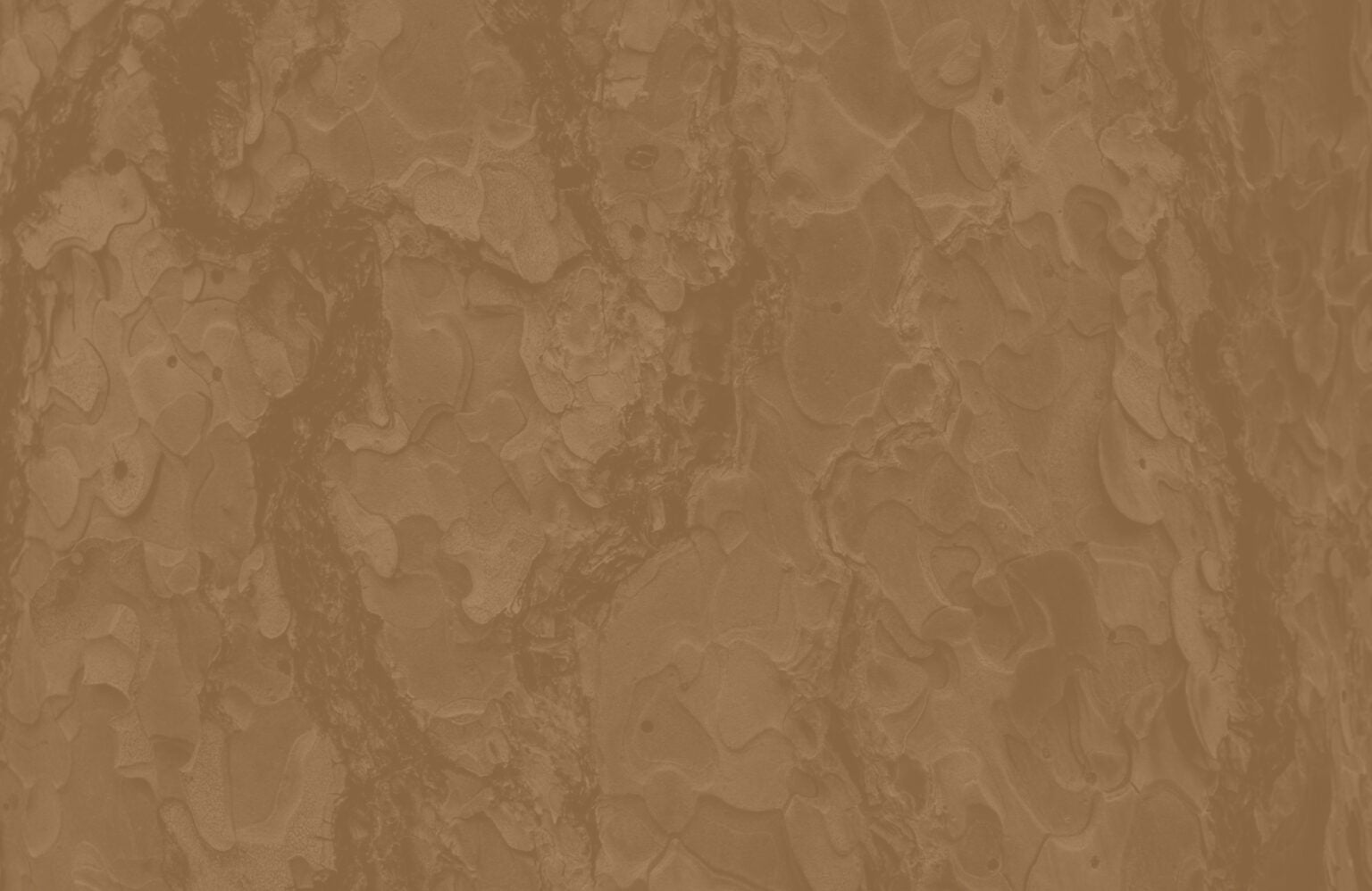 About Us | Acera Insurance