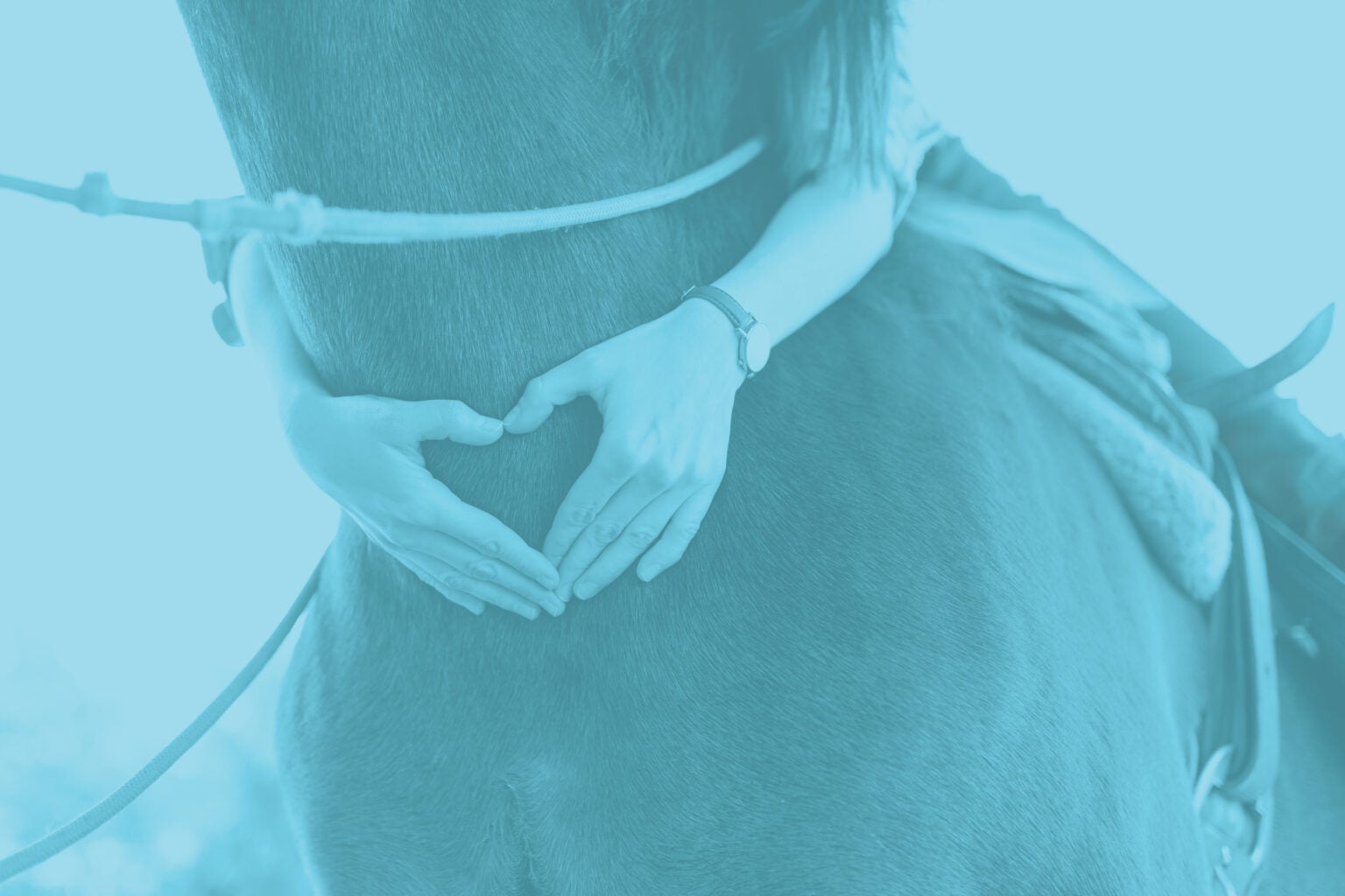 Equine Insurance Coverage | Acera Insurance