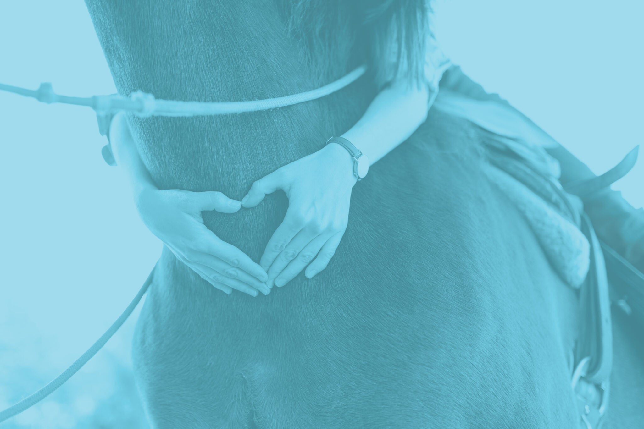 Equine Insurance Coverage | Acera Insurance