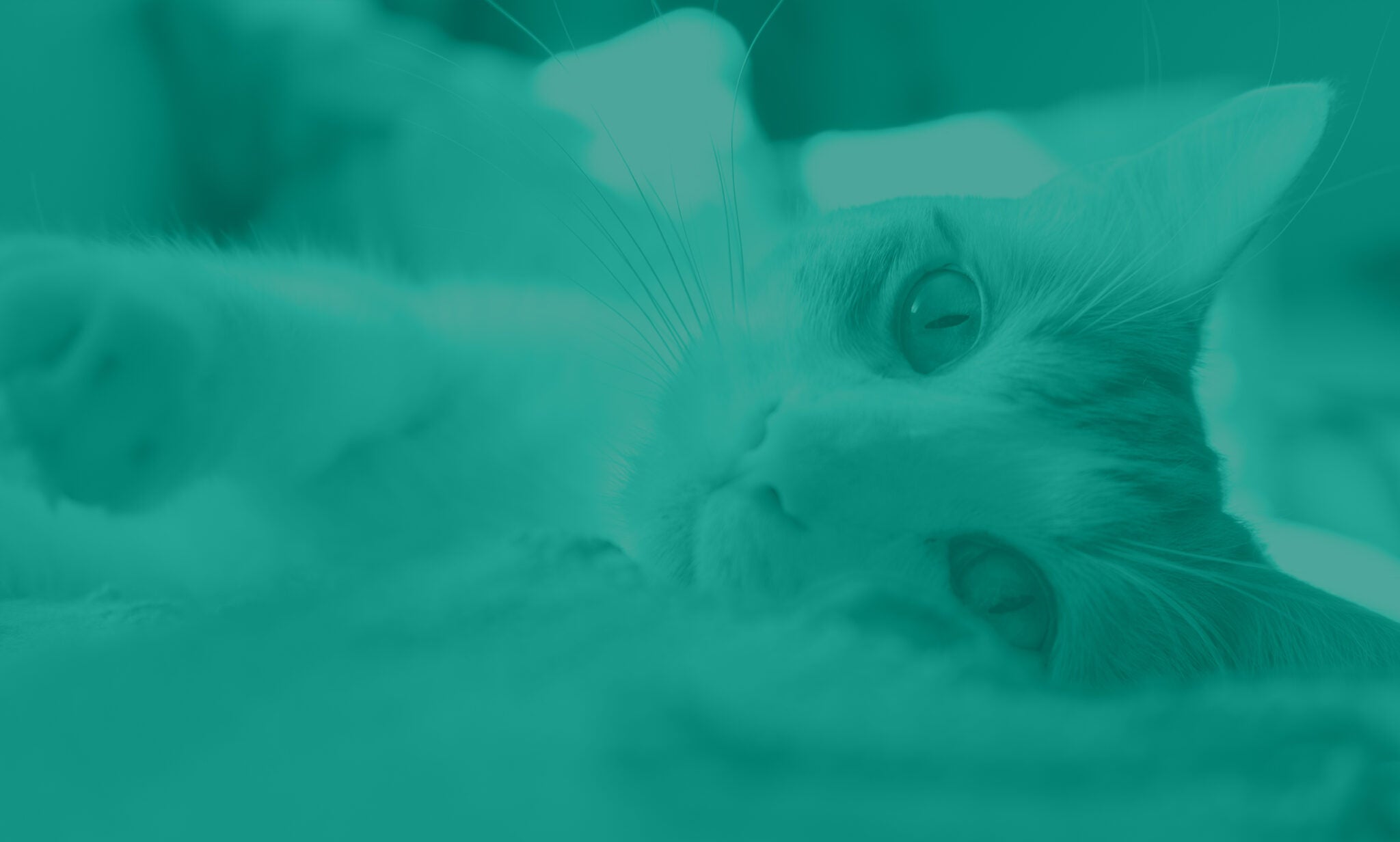 PROfur is now part of Acera | Pet Care Professional Insurance