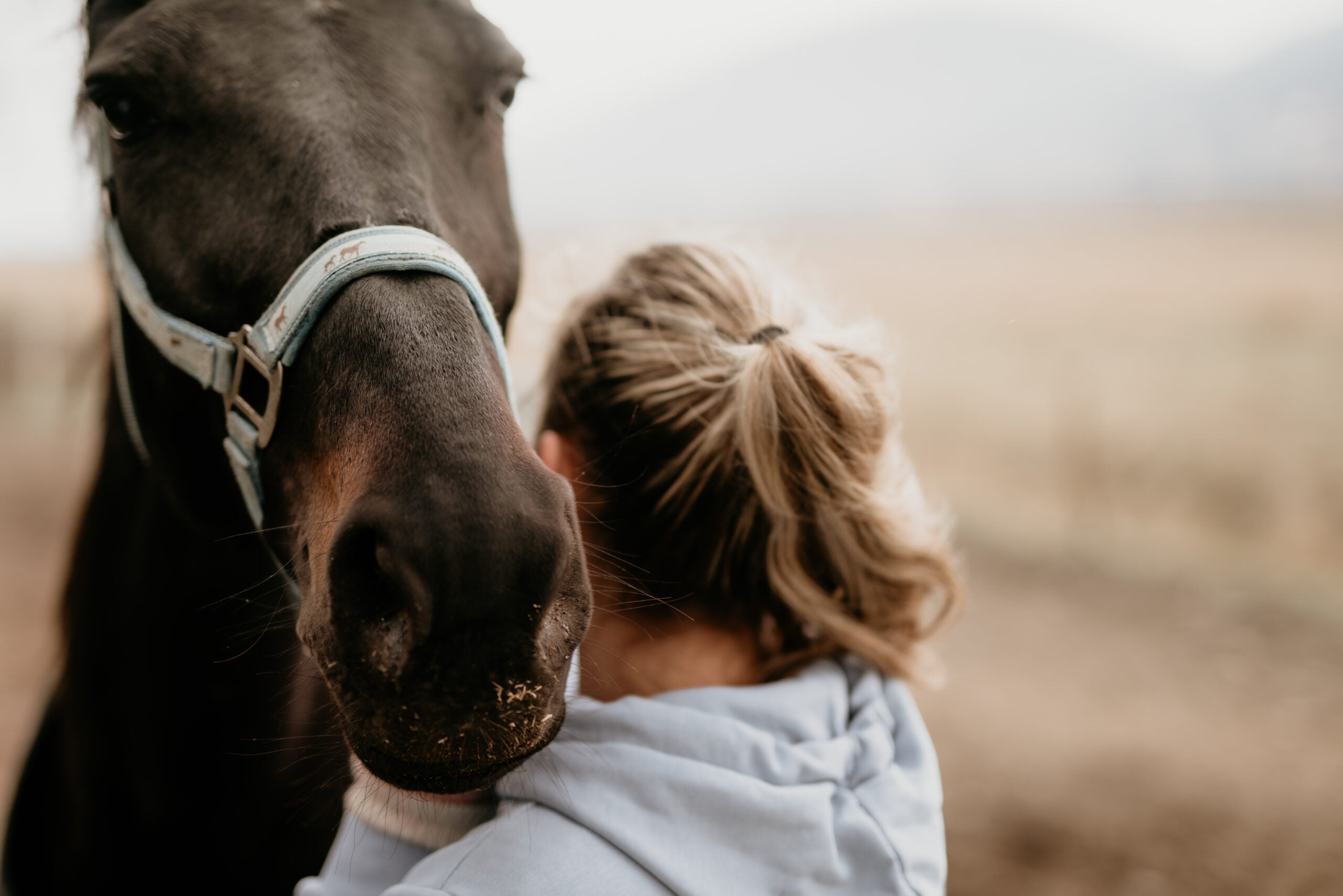 Equine Insurance Coverage | Acera Insurance